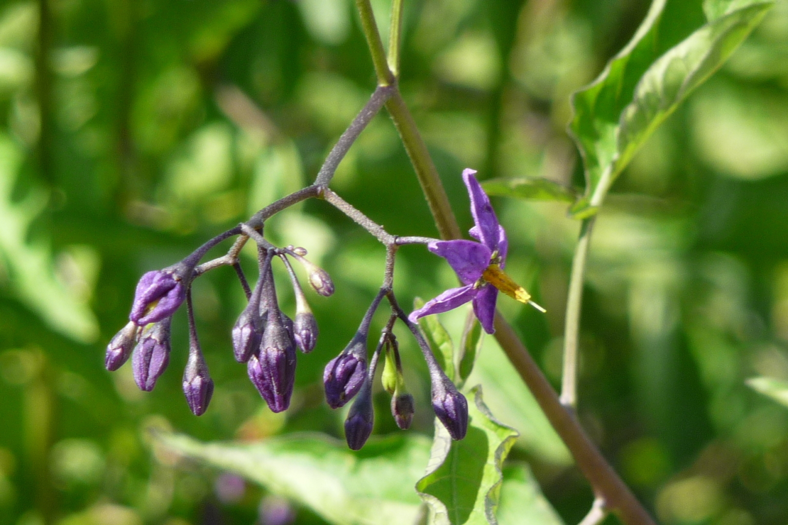 Dulcamara – Homöopathischer Bereitschaftsdienst